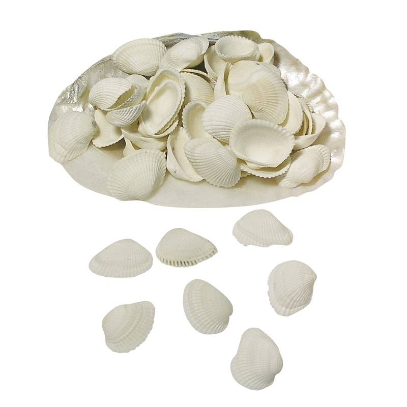 Schelp witte schelpen 8508500 | Rayher